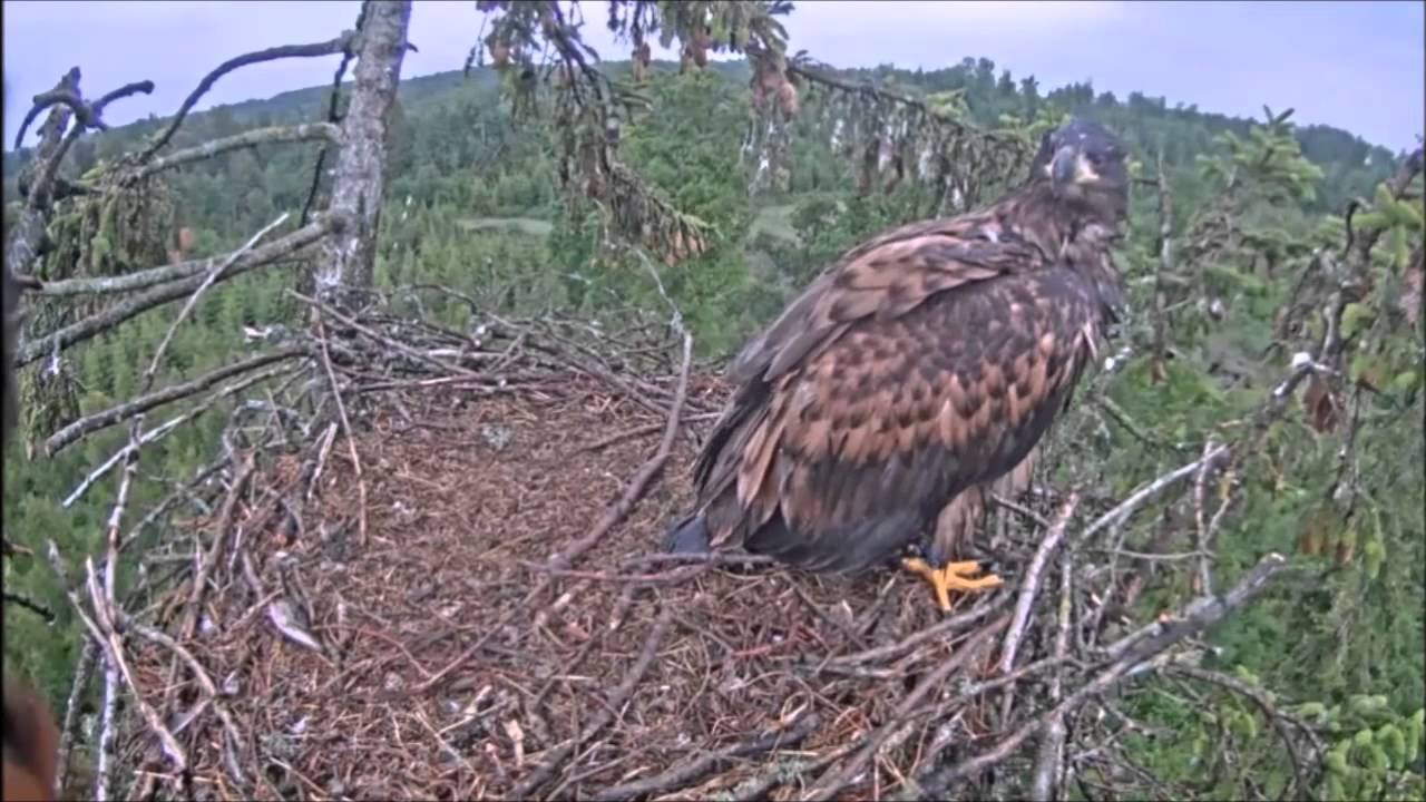 Gyakorlás - Lettországi Réti sas fióka - 2015.06.23. 17:10:34 - YouTube