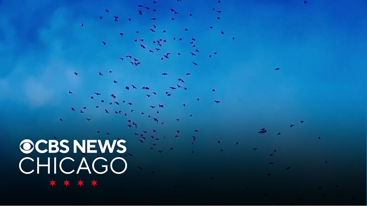 Bat tour in Sacramento, California draws thousands of tourists - YouTube