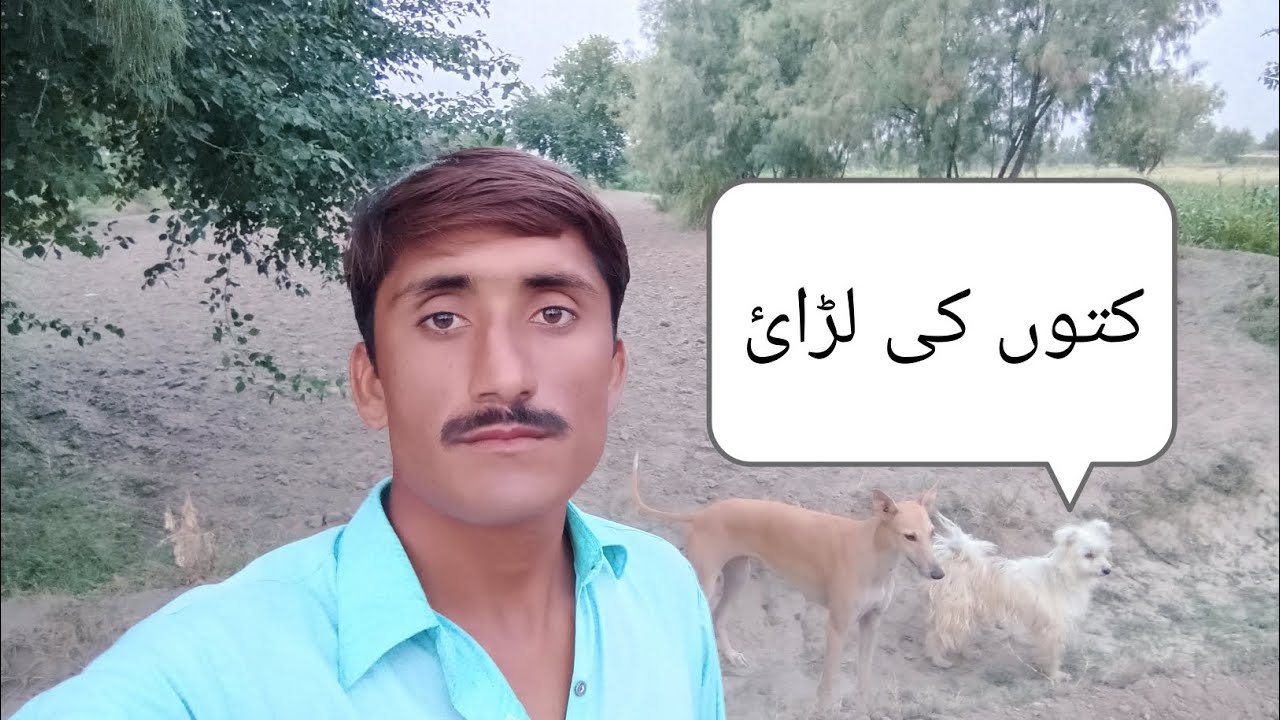 ,kutton ki larai ،کتوں کی لڑائ - YouTube