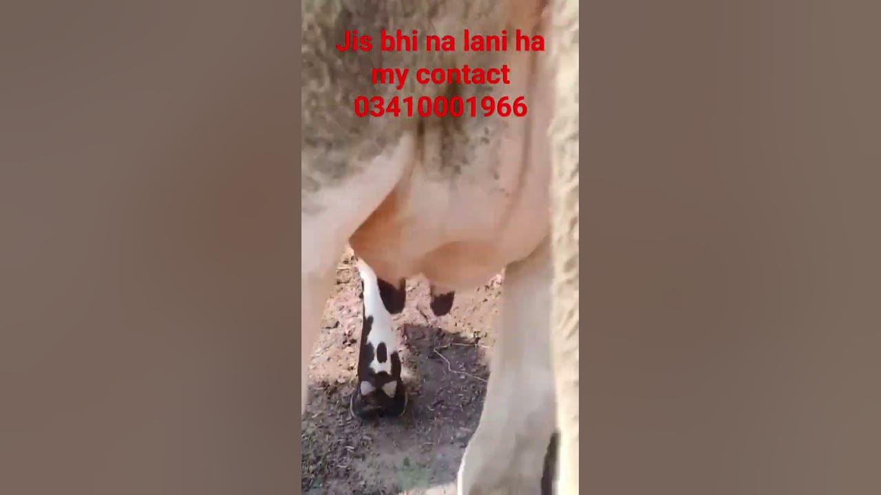 jis na lani ha contact screen pr ha #punjab jhang ️ ️ ️ ️ ️ - YouTube