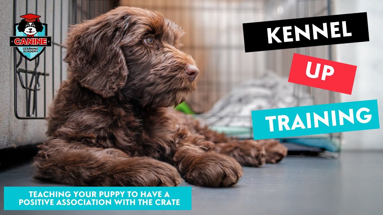 Easy Puppy Crate Training- How to Crate Train Your Puppy (kennel up ...