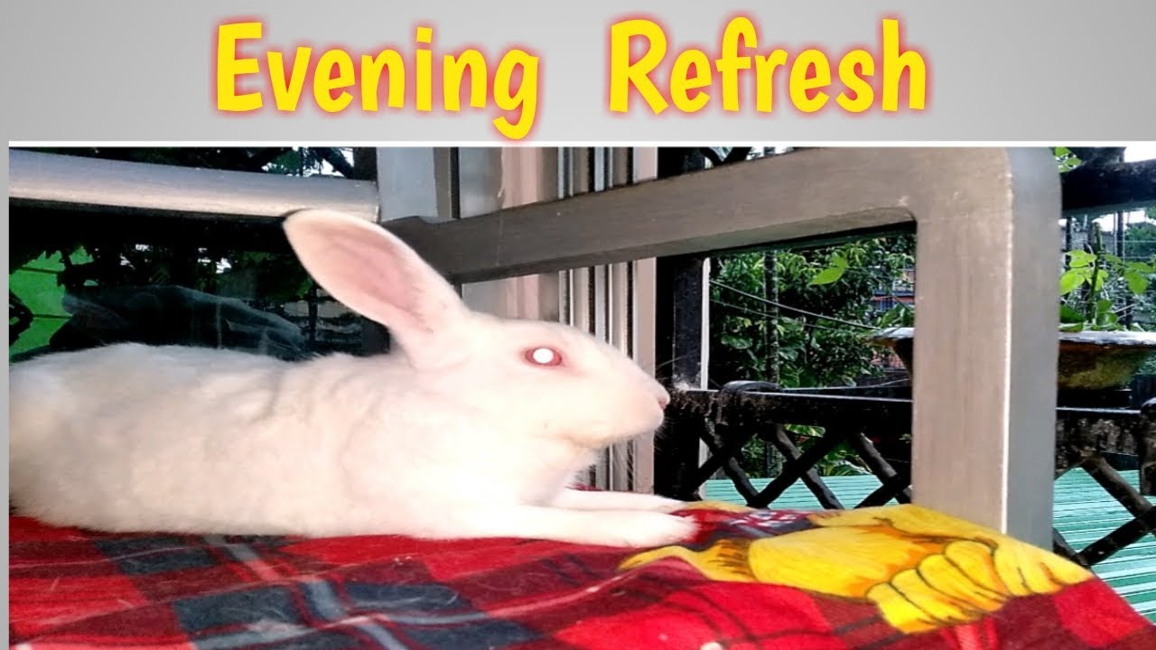 My Rabbit Evening Refreshing / Rabbit Evening Vlogs For Beginners ...