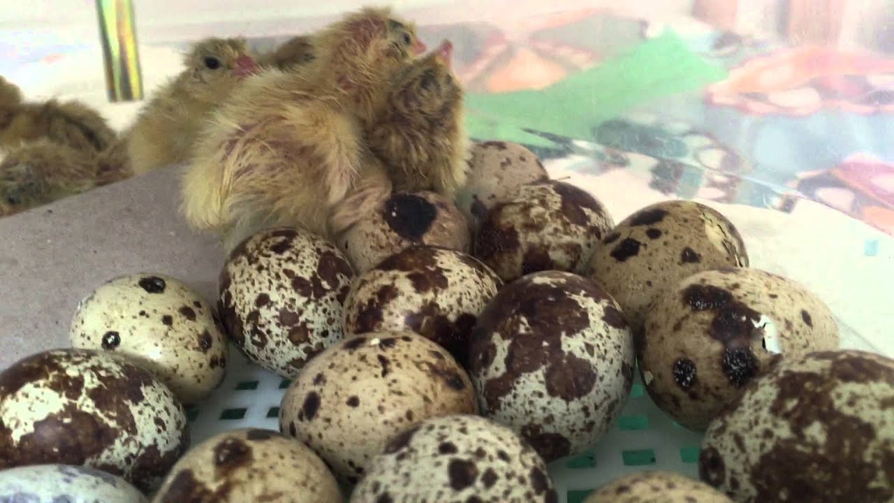 Hatching of baby quail on the 18th day of incubation in our Janoel ...
