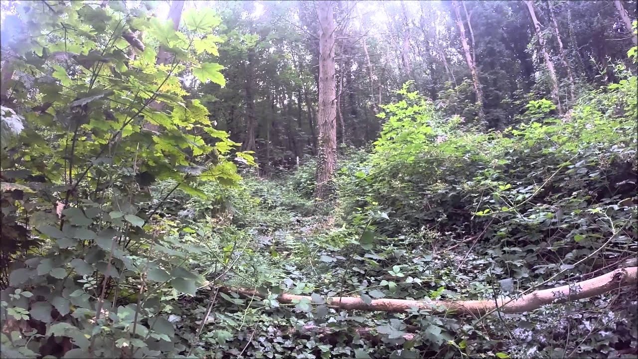 HQrecon Scenario 1 - Remain Motionless - YouTube