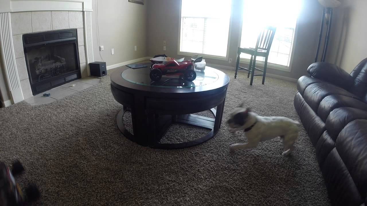 EPISODE #47 DOG VS RUSTLER - YouTube