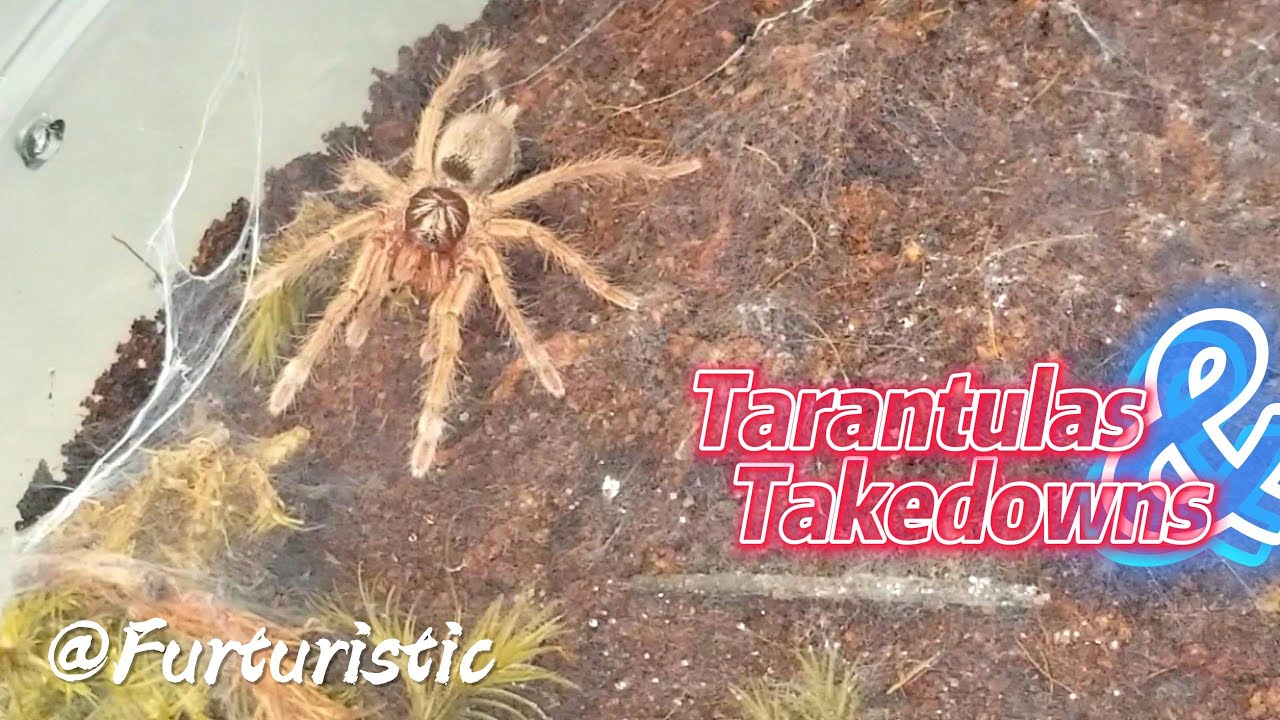 Random tarantula slings takedowns - YouTube