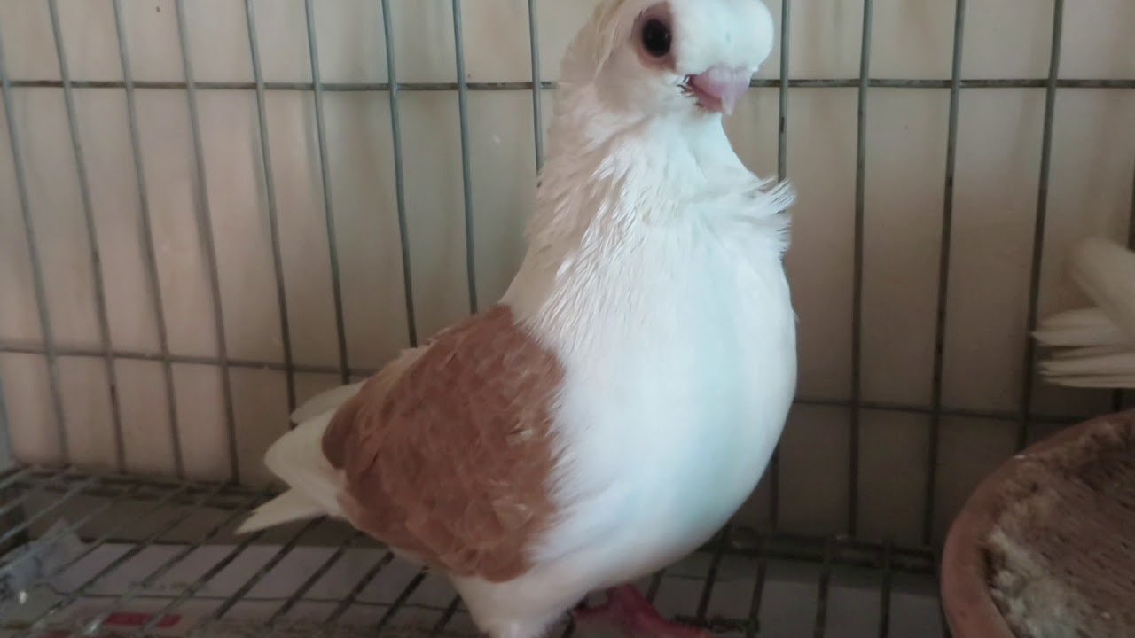 Polish owl pigeon pair male and female - YouTube