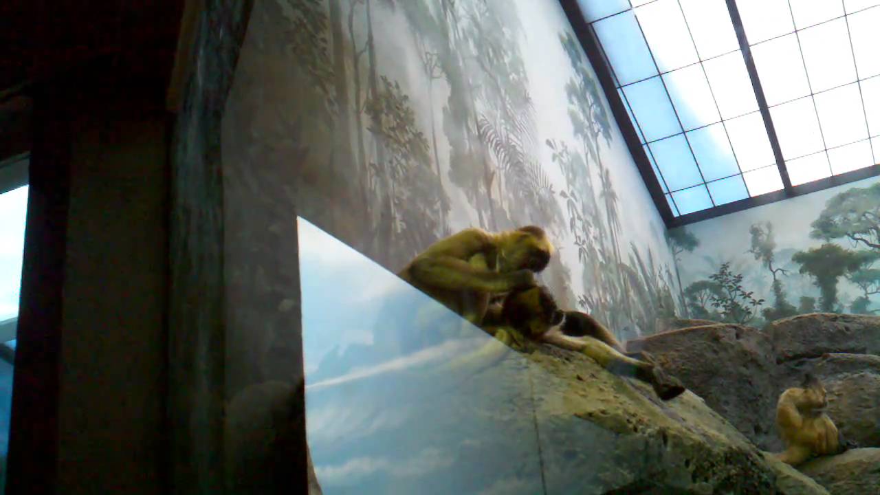 Monkey scratch and sniff - YouTube