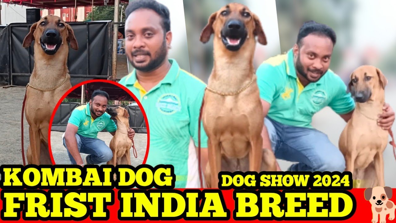 🛑Exclusive interview Frist India Breed Kombai Dog | International Dog ...