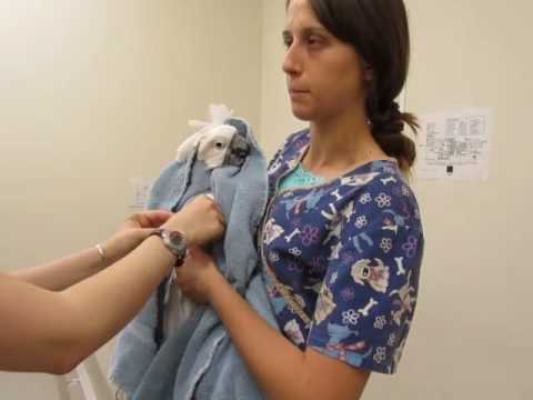 Melissa Peters 21364298 Avian Restraint wing vein venipuncture - YouTube