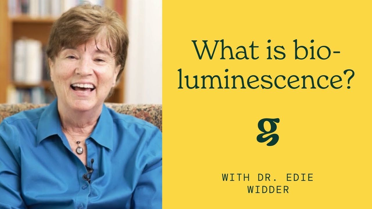 What is bioluminescence? - Dr. Edie Widder - YouTube