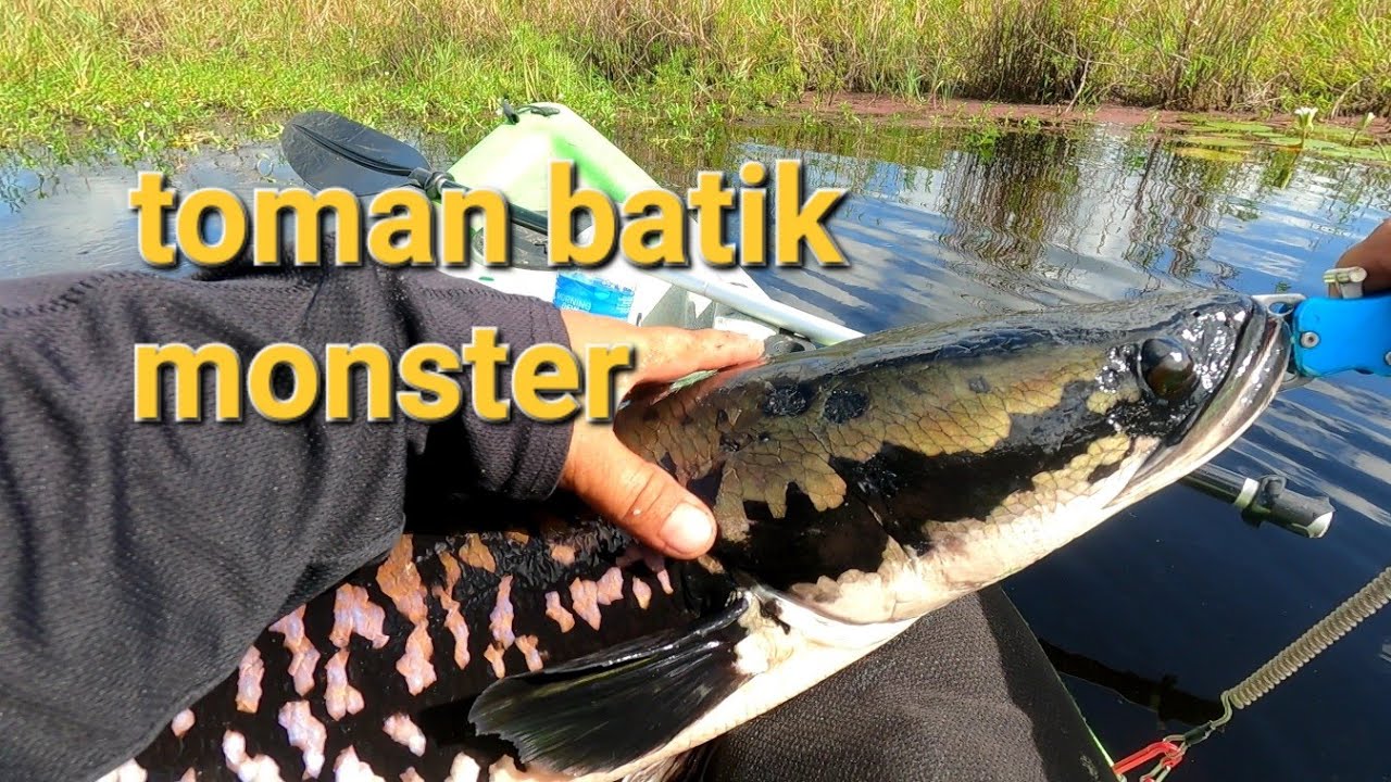 pancing toman batik guna botol - YouTube