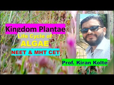 Kingdom Plantae | Class 11 | NEET | MHT CET | Thallophyta | Life cycle ...