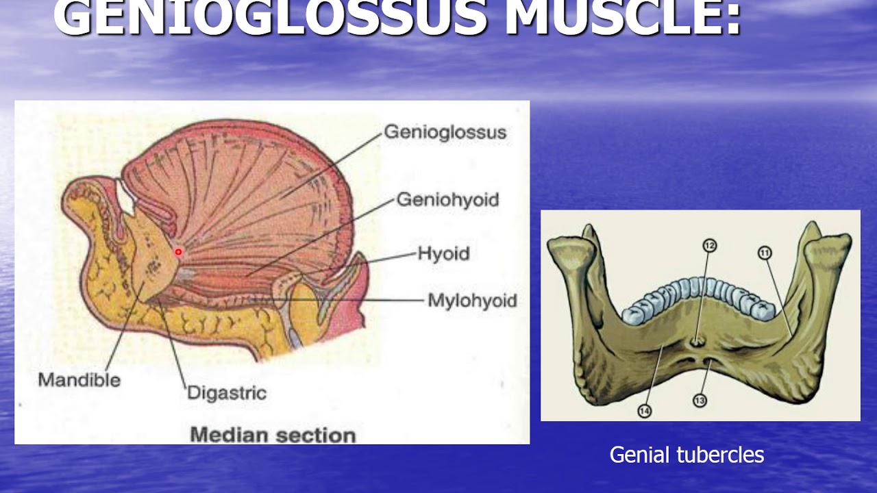 Anatomy of Tongue by Prof Dr Shirley Elmaasarany - YouTube