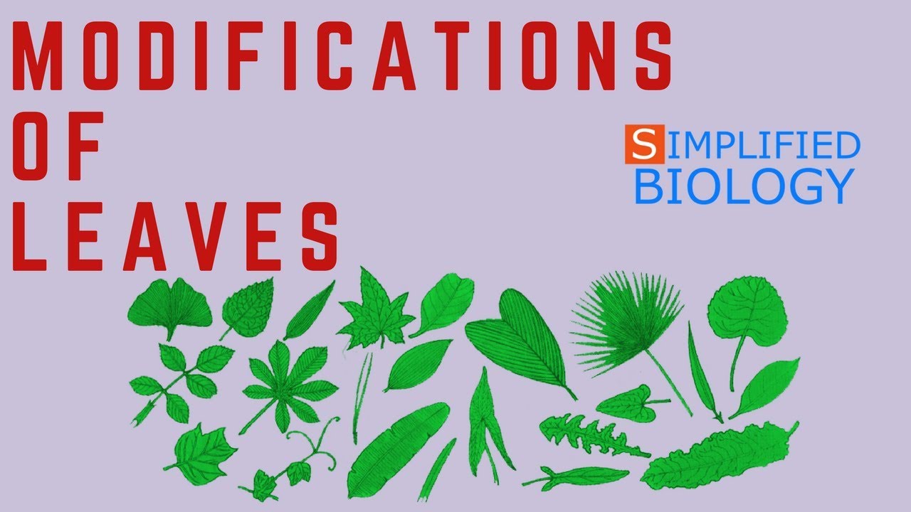 MODIFICATIONS OF LEAVES (Morphology of Flowering Plants) for NEET ...