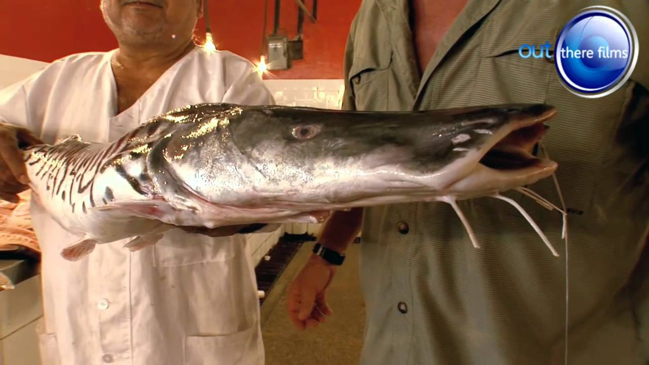 The Manaus Fish Market - Fishing Expedition Amazonia - YouTube