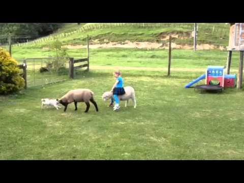Lamb riding - YouTube