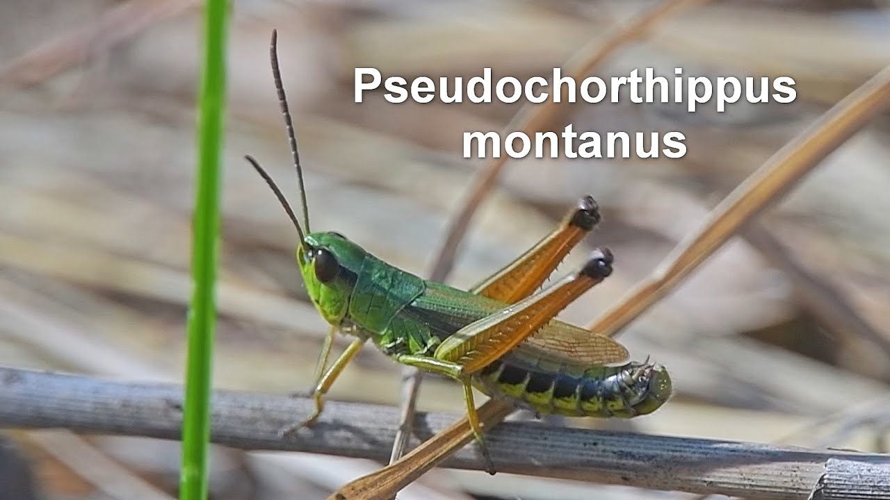 Pseudochorthippus montanus -- Sumpfgrashüpfer -- Water-meadow ...