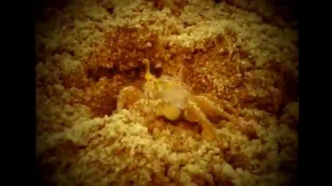 Killer Crabs! - YouTube