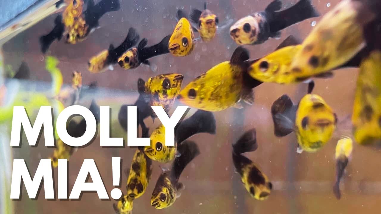 Molly Fish (Pros and Cons) - YouTube