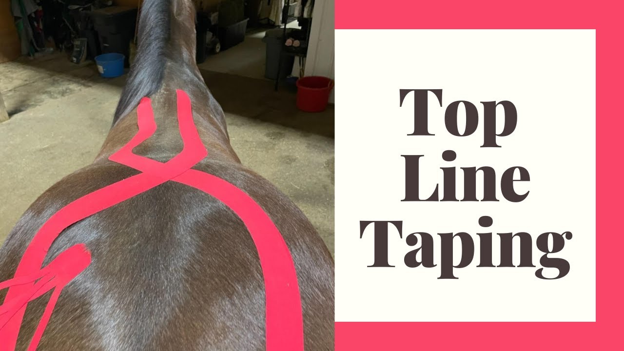 Equine Kinesiology: Examples of Top Line Taping - YouTube