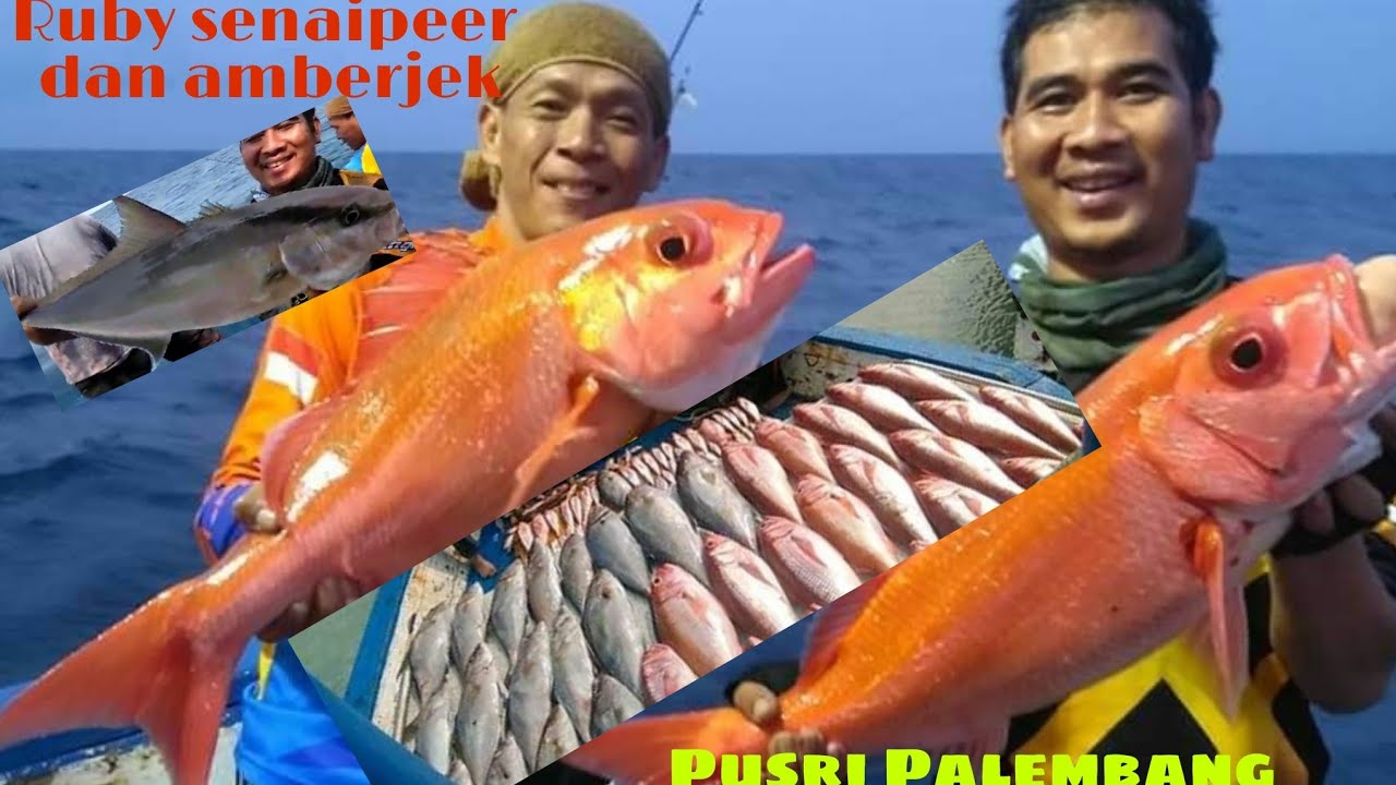 PESTA BESAR IKAN RUBY SNAPPER||AMBERJECK - YouTube