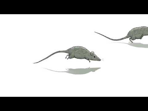 Mutluluğu arayan Fare. Harika bir kısa film .