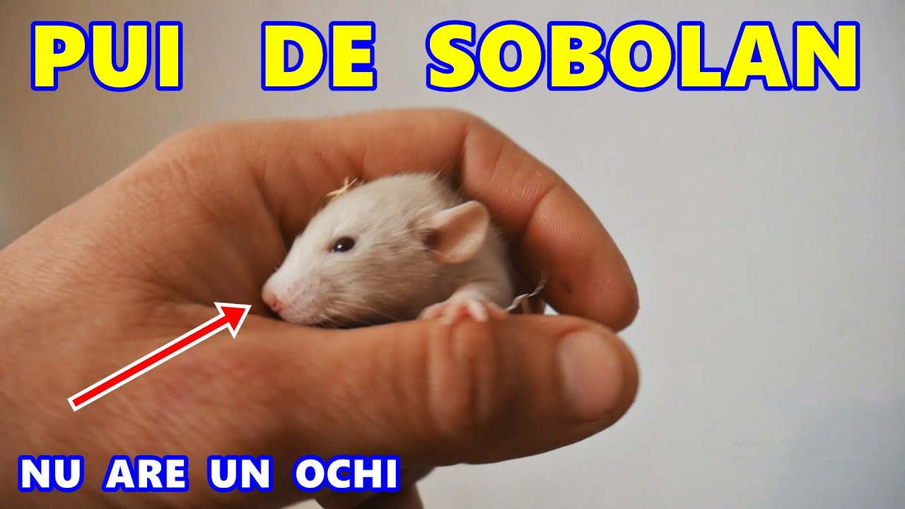 🐀🐁 Mai trăiesc puii de ȘOBOLAN sau i-a MÂNCAT Am un pui fără un OCHI😵 ...