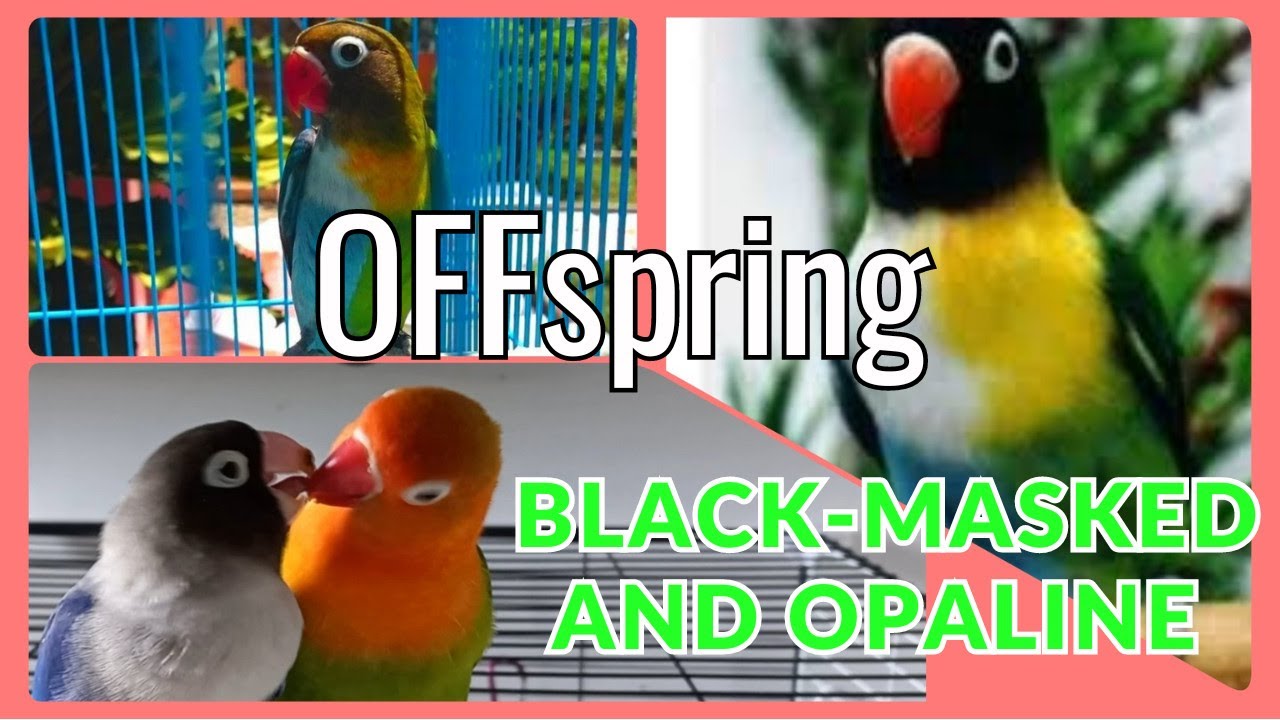 HYBRID-BREEDING BETWEEN BLACK-MASK AND OPALINE#parrorts #birds # ...