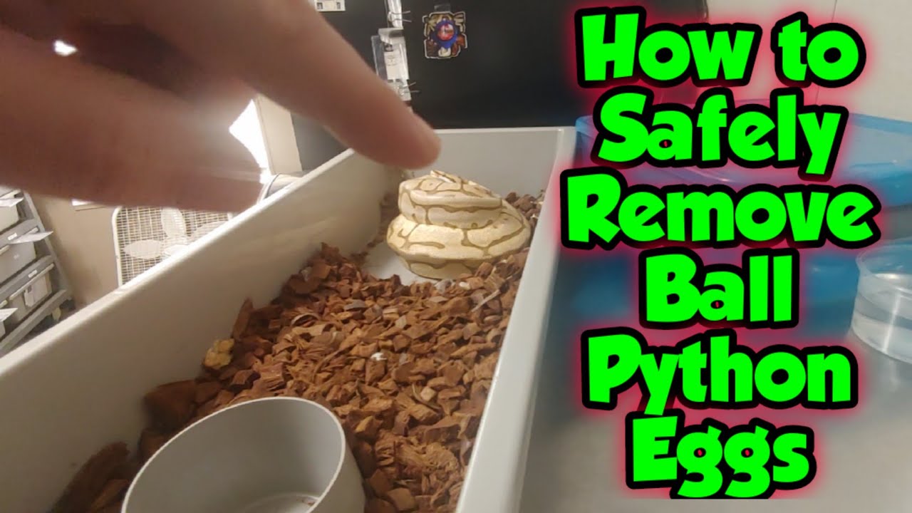 HOW TO | SAFELY REMOVE BALL PYTHON EGGS | EASY HATCH TRAYS | SHOUT OUT ...
