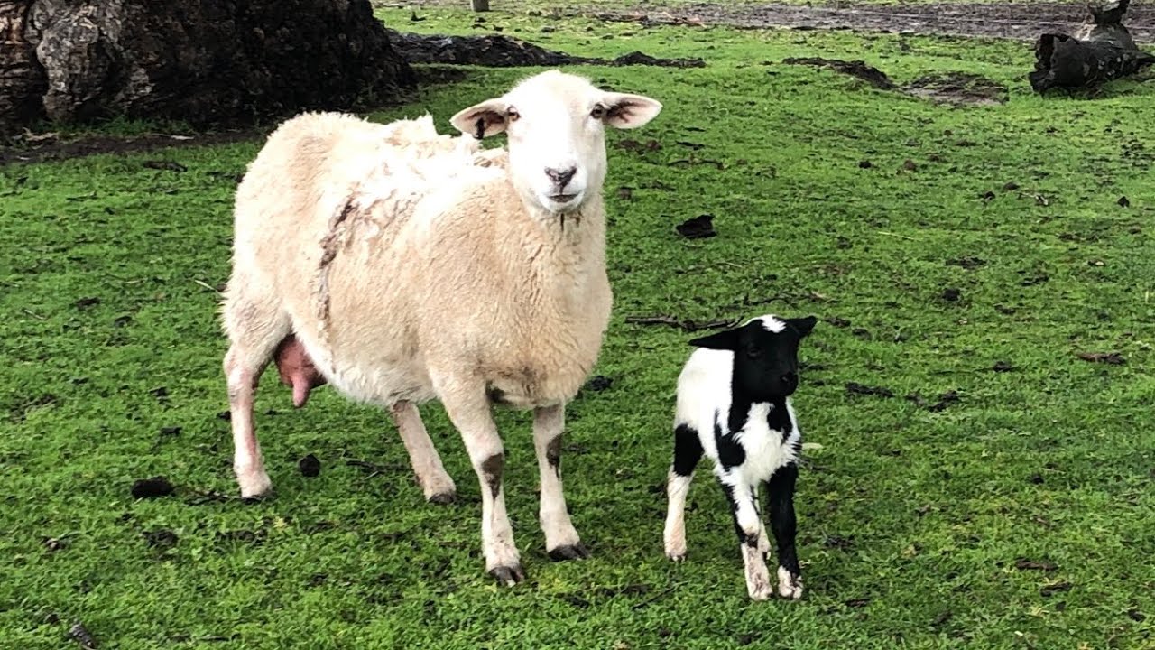 Elfie birthing a lamb / sheep birth - YouTube