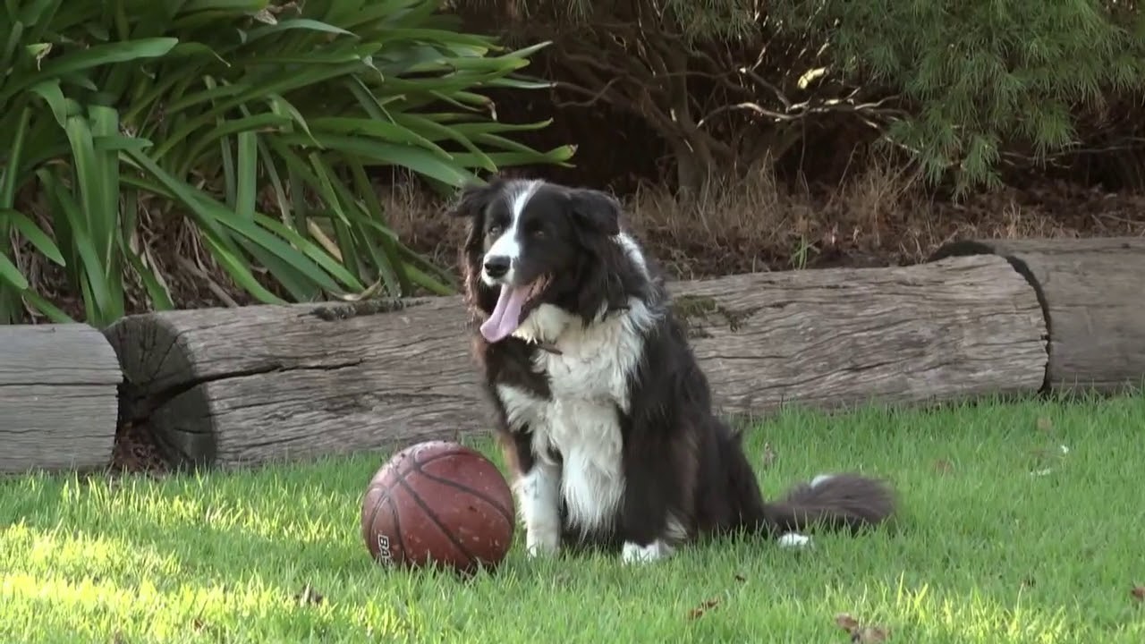 Dog Saves The Day