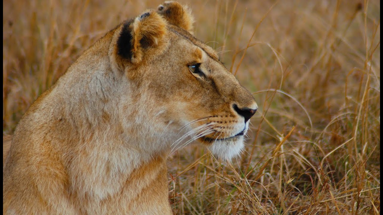 Lions of Africa - Lords of the savanna - YouTube