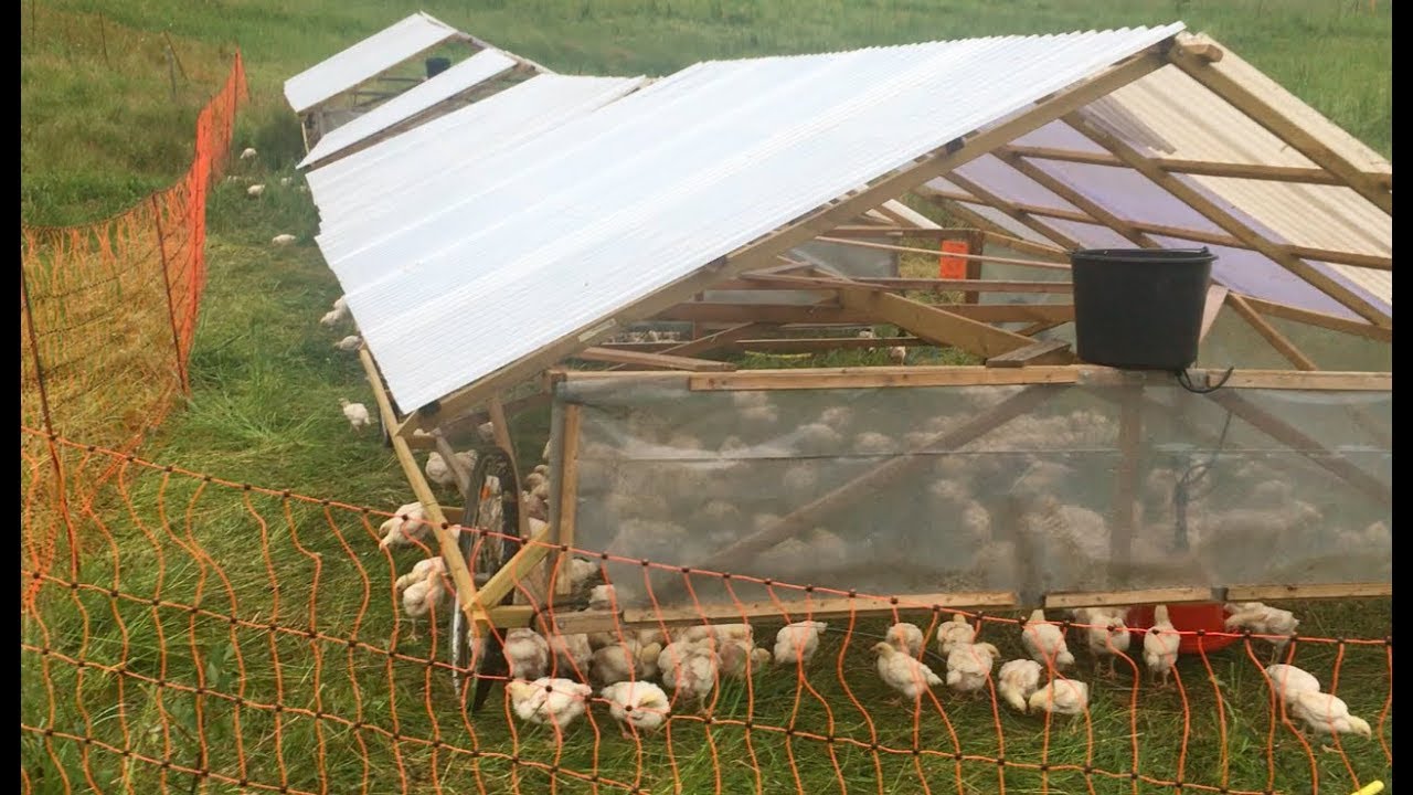 S5 E45 Weathering a storm with 3 week old broilers - YouTube