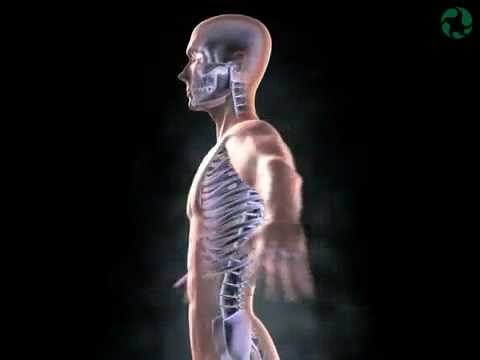 Human body anatomy 3D model for medical vizualisation YouTube - YouTube