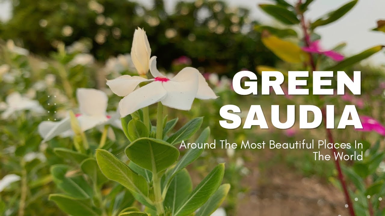 Greenery In Saudi Arabia 2022 - YouTube