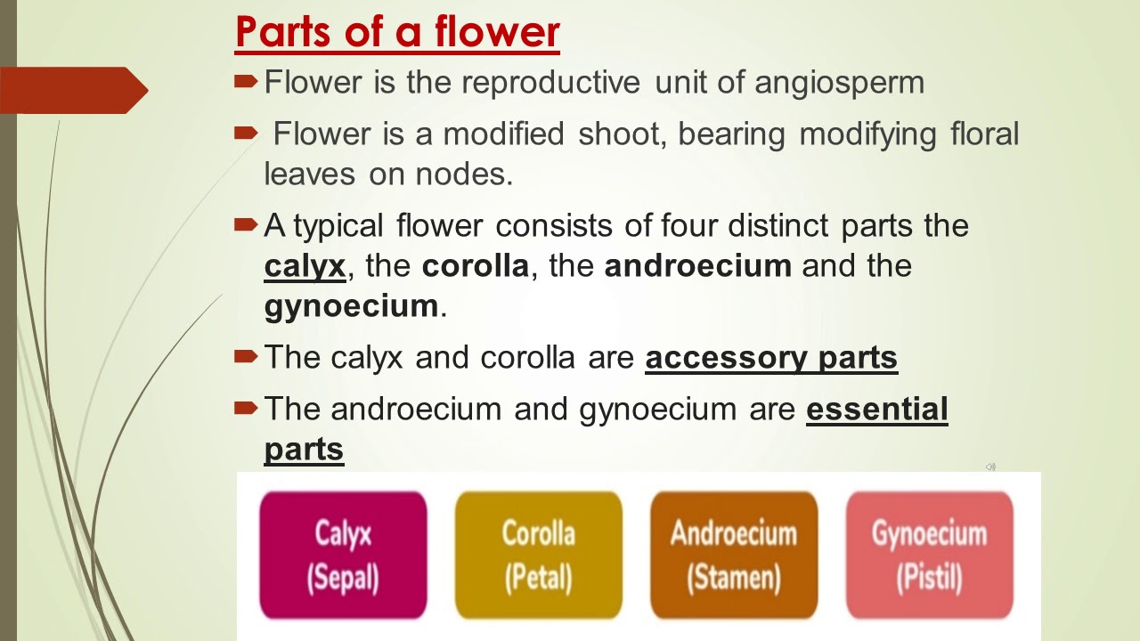 Class -11 Morphology of a flower. ( Androecium) - YouTube