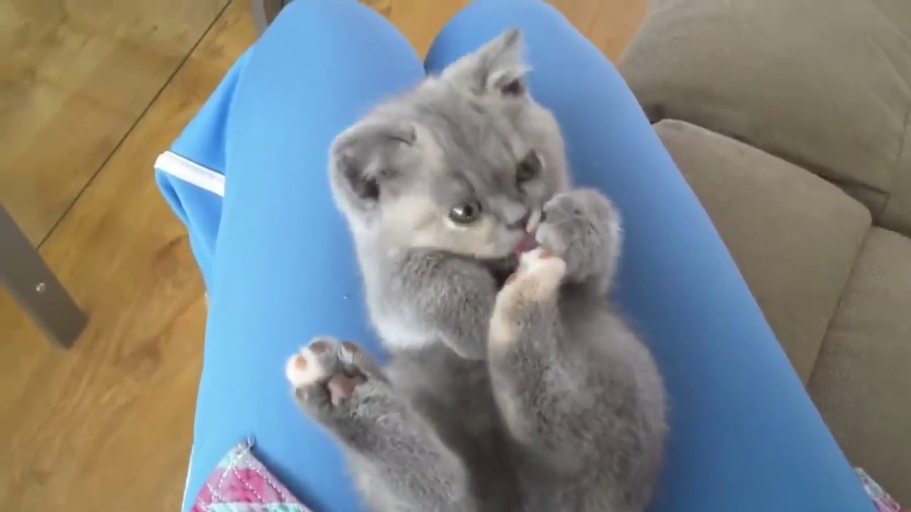 The best and funny moments with cats 2019 - YouTube