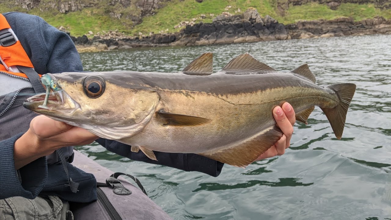BIG Pollack Fishing: Pollack, Mackerel & Coalfish Kayak Fishing UK ...