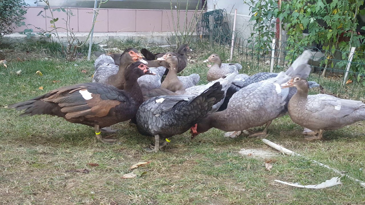 Muscovy mix by Dark Chocolate Loft - YouTube