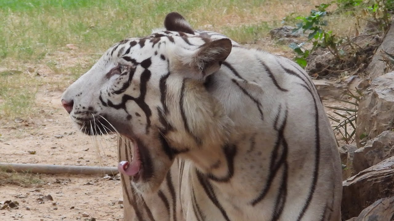 White Tiger enjoying afternoon in Winter season | Tiger Name is Sultan ...
