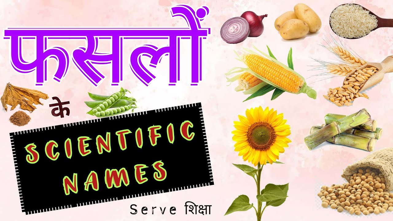 Scientific Names Of CROPS LA01w YouTube scientific-names-of-crops-la01w-youtube