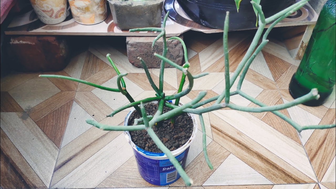 How to grow pencil cactus from cutting| Easy way to propagate pencil ...