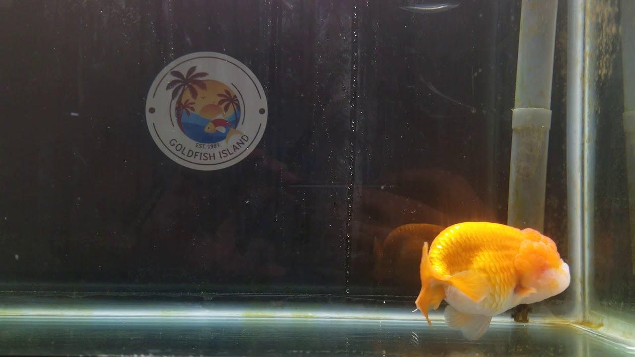 Goldfish Island 0522RA00RW556TH5M1 - YouTube