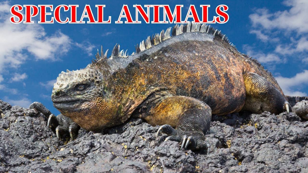 How to tell wild animals | Special animals #animals #wildanimals - YouTube