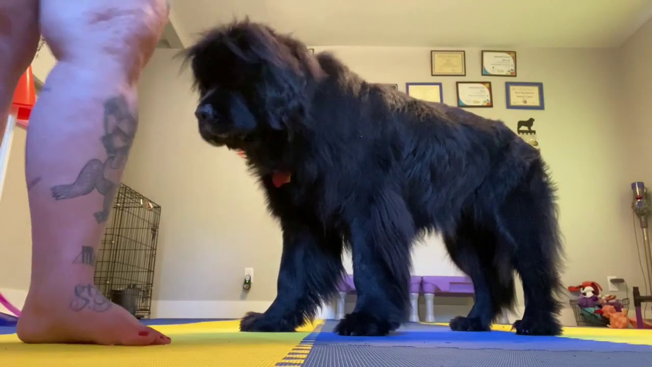 Teach Your Dog To Kick! Vlogtober Day 3 | Newfoundland Dog | Tricks In ...