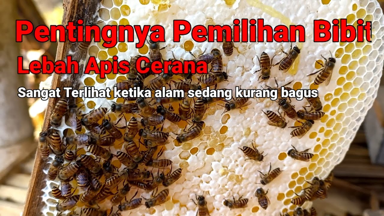 pentingnya regenerasi bibit lebah apis cerana yg bagus.#lebah #bee # ...