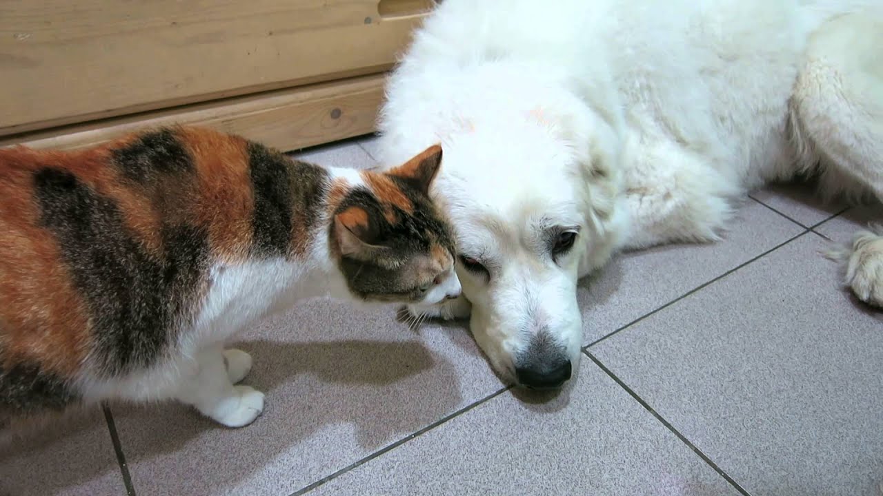 Great Pyrenees with cats peacefully - YouTube