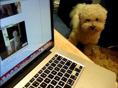 DOG BARKING - Bichon Frise - YouTube