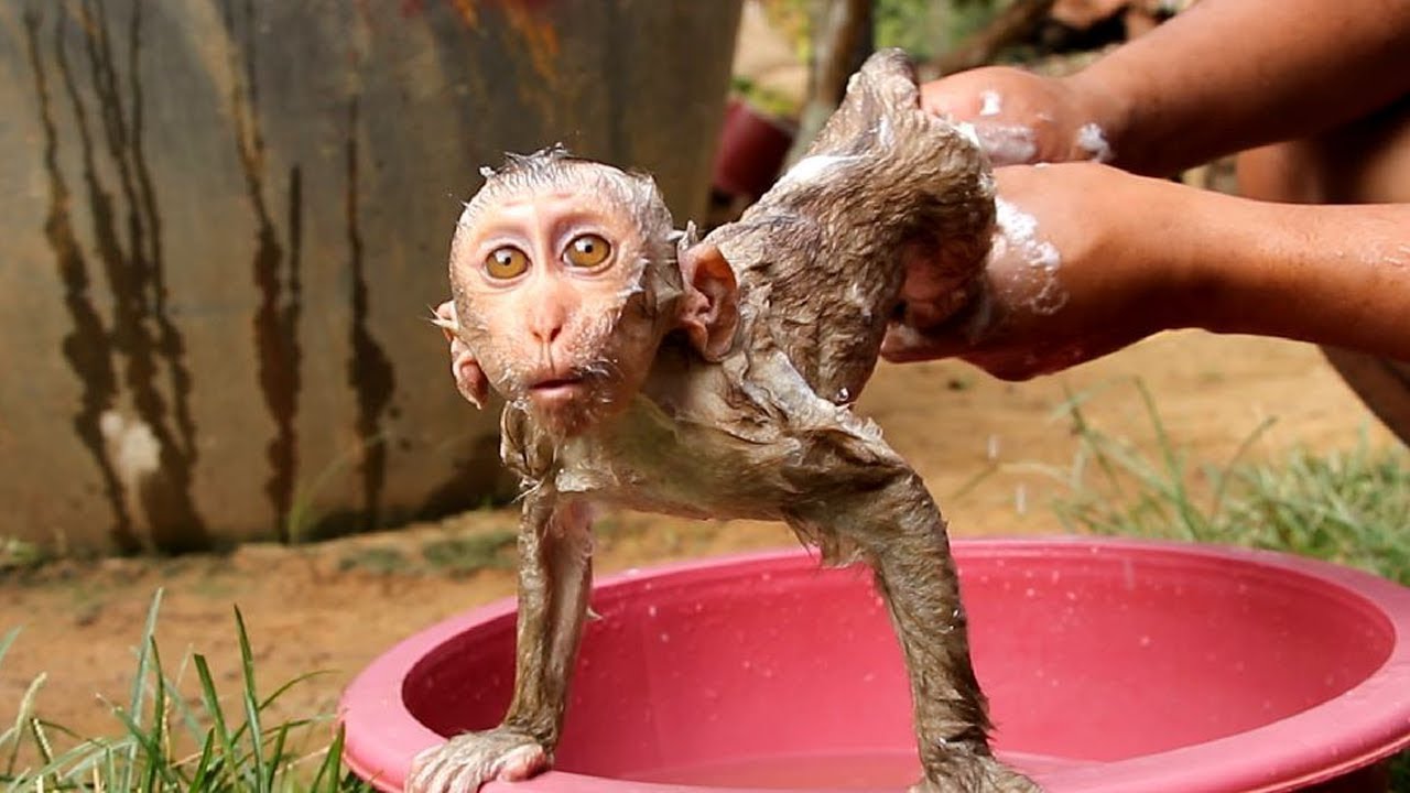 Monkey Lyly Morning Routine| Dad Taking a Bath for Tiny Lyly - YouTube